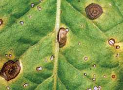 Pest Of The Month: Cercospora Leaf Spot - Growing Produce