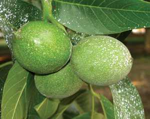 Protecting Fruit From Solar Radiation - Growing Produce