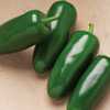 Variety File: Rispens Seeds - Growing Produce