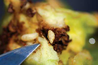 Pick Your Battles With The Pepper Weevil - Growing Produce