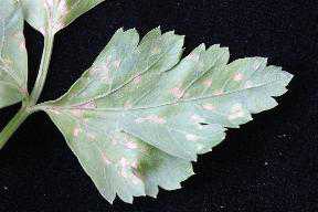 Pest Of The Month: Septoria Leaf Spot Of Parsley - Growing Produce