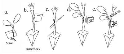 Melon Grafting: Side Insertion - Growing Produce