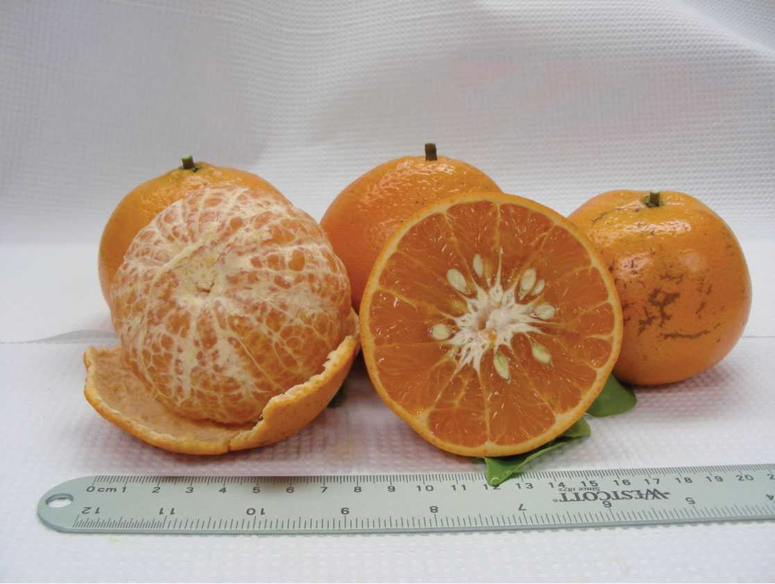 New Citrus Evaluation Program Gets The Green Light - Growing Produce