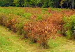 Dealing With Drought-Stressed Blueberries - Growing Produce