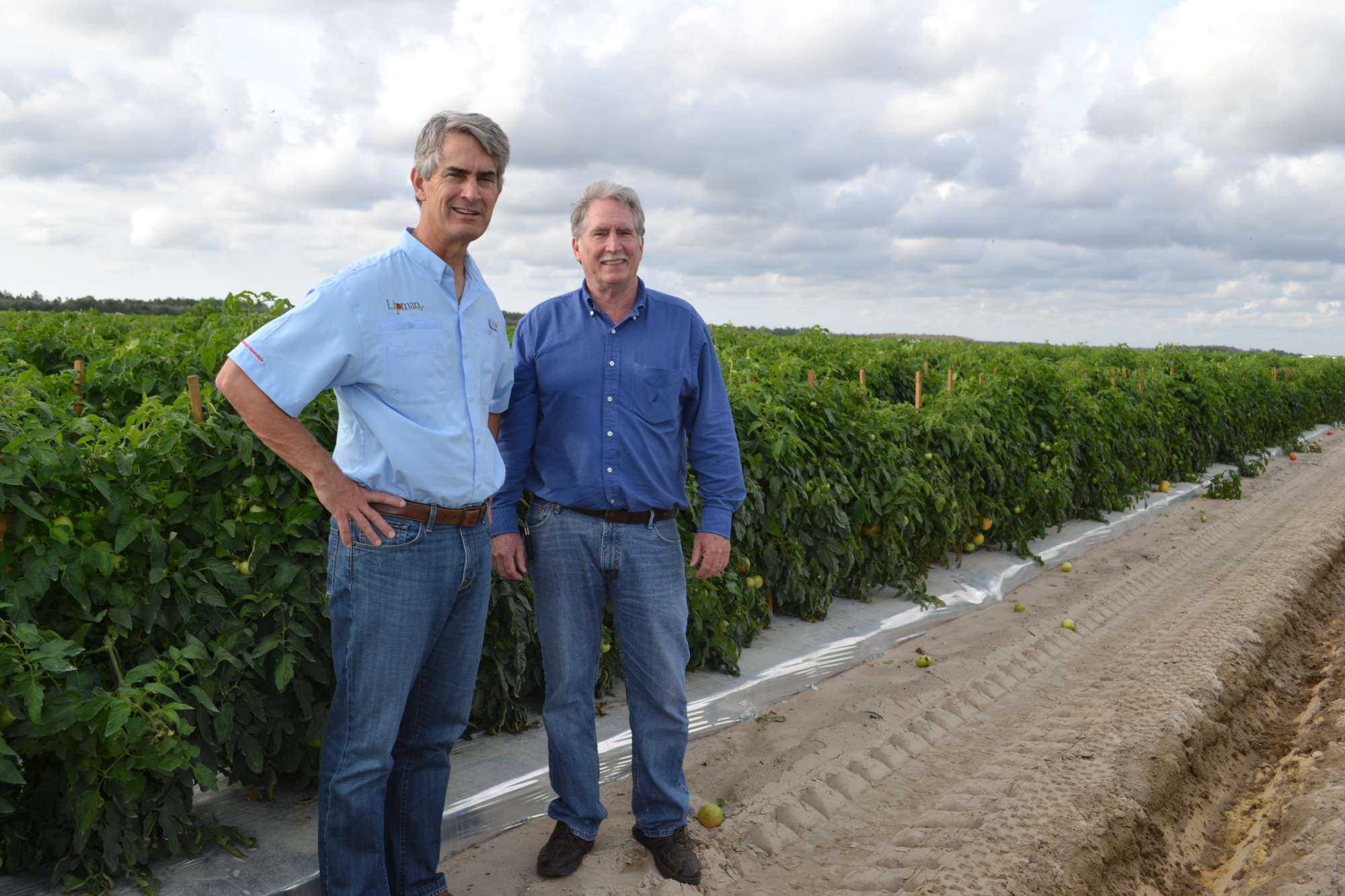 Lipman Gears For Growth In Challenged Tomato Market - Growing Produce
