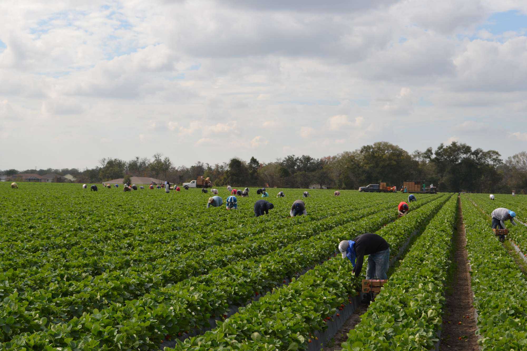 300-Plus Acre Strawberry Farm In California Sells For $17 Million ...