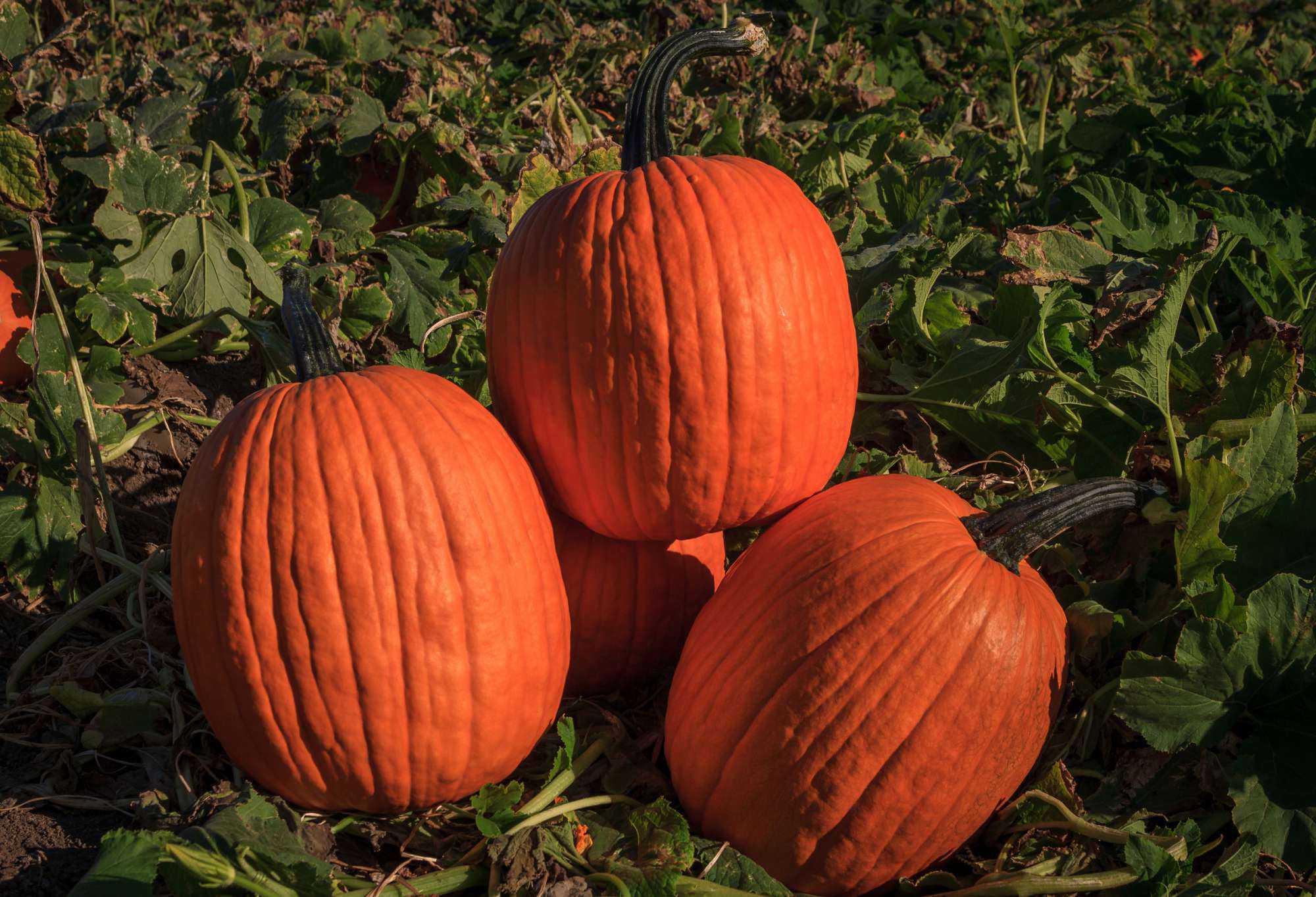 Pumpkin Offerings - Growing Produce
