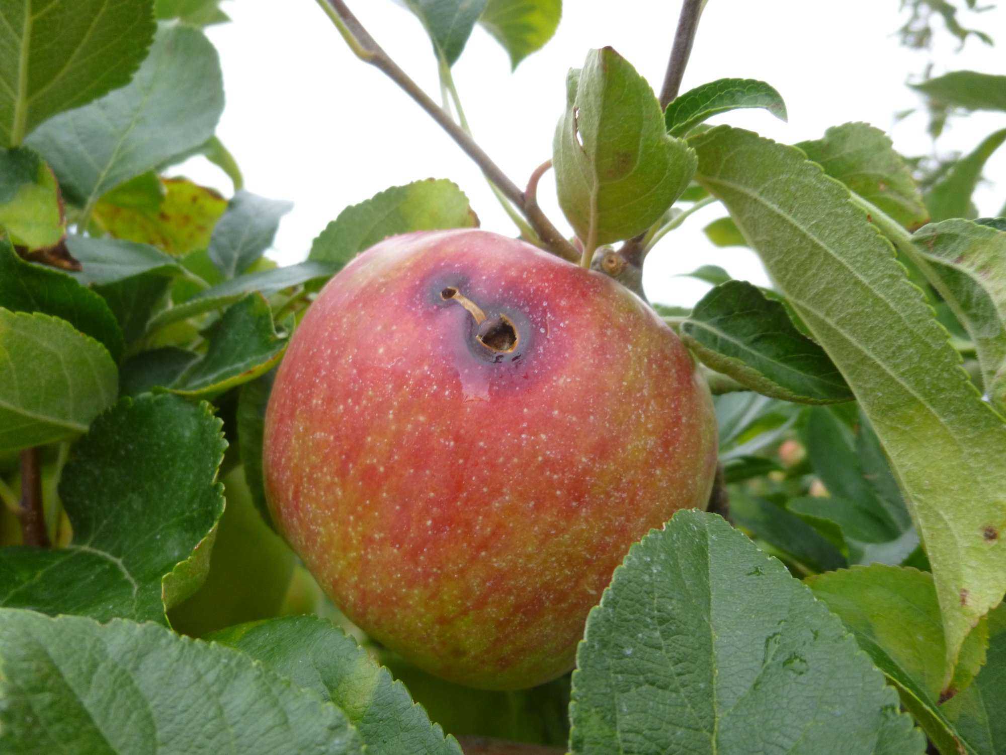 Limiting Bird Damage In Orchards - Growing Produce