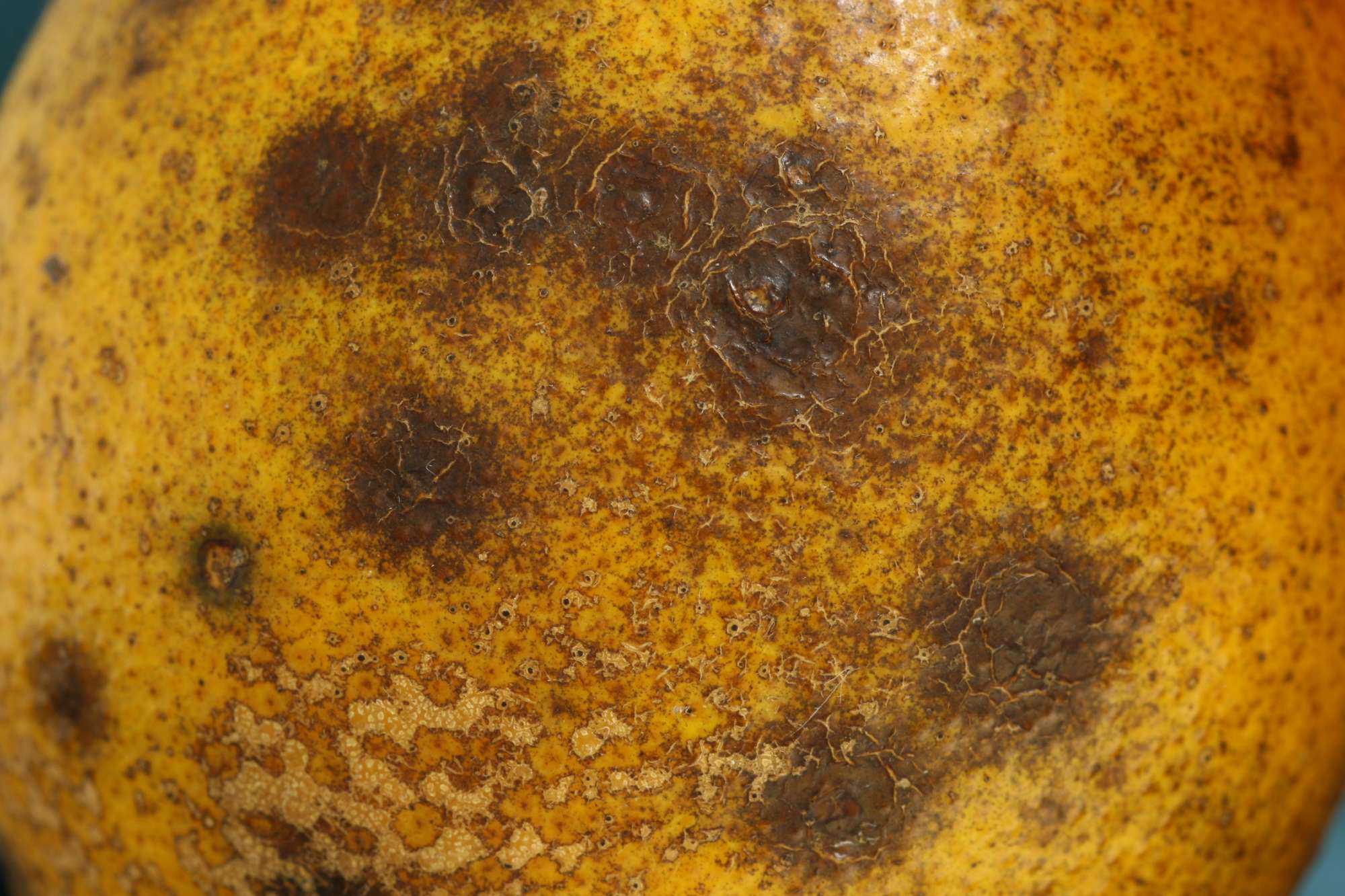 Black Spots On Orange Peel : HS-798/CH159: A Guide to Citrus Disease ...