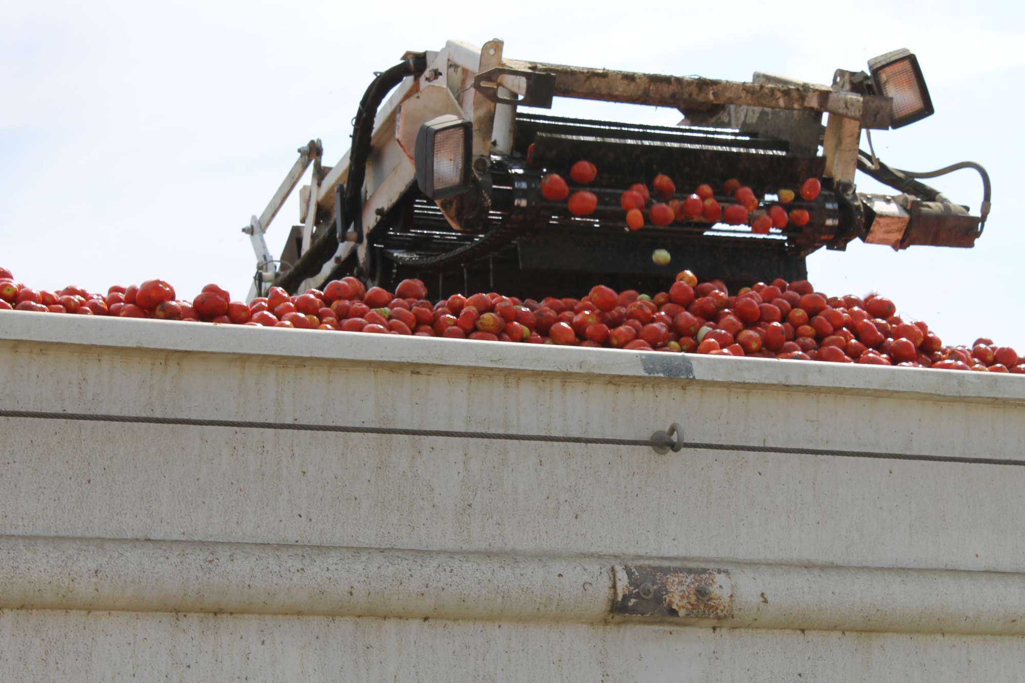 Processing Tomatoes Are The Number One Crop For Top 100 Grower ...
