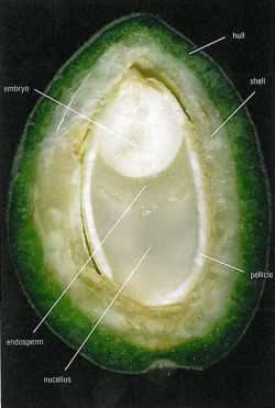 Many Factors Can Affect Almond Size And Quality - Growing Produce