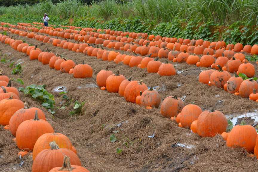 Playing To The Public Pays Off For South Florida Farm - Growing Produce