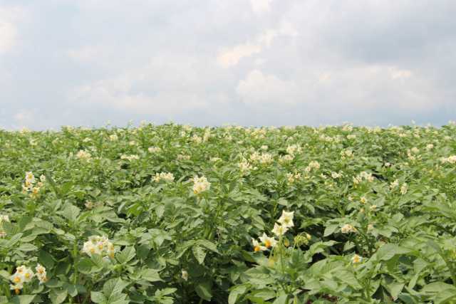 Black Gold Farms To Encourage Red Potato Consumption Year-Round ...