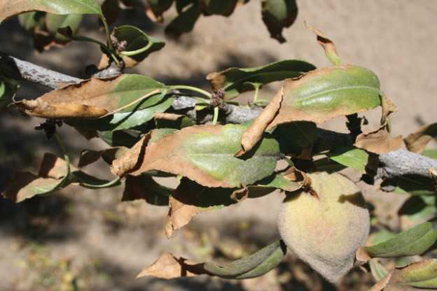How To Choose Almond Rootstocks - Growing Produce