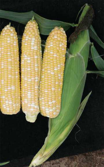 Vegetable Variety Showcase 2013: Stokes Seeds, Inc. - Growing Produce