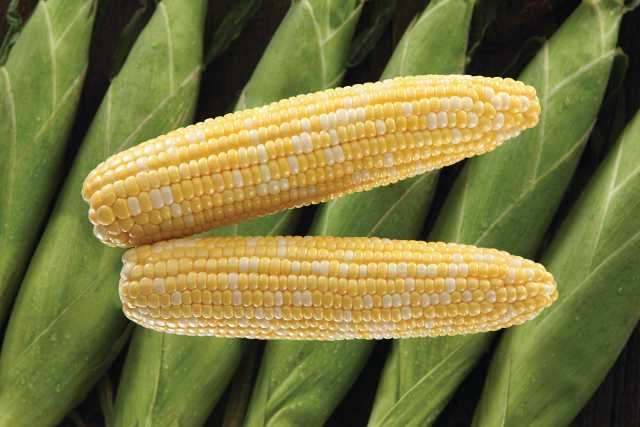 22 Sweet Corn Varieties To Add To Your Collection - Growing Produce