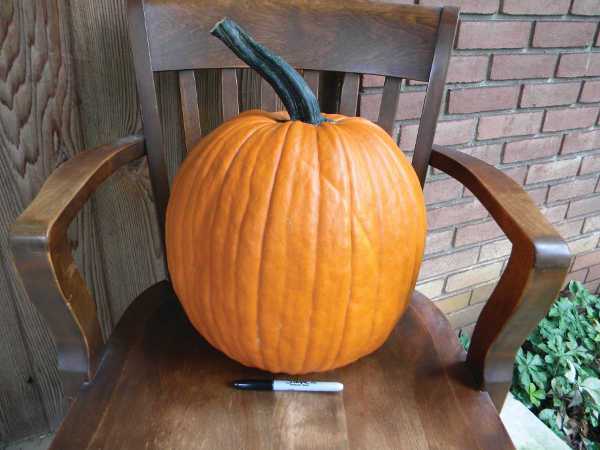 19 Leading Pumpkin Varieties [Slideshow] - Growing Produce