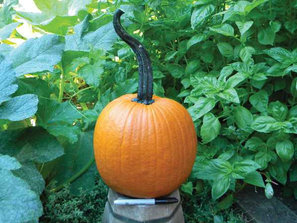 19 Leading Pumpkin Varieties [Slideshow] - Growing Produce