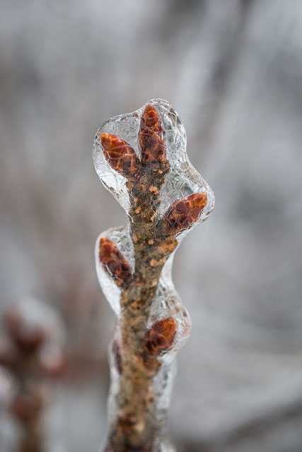 Cold Snap Hits Northeast, Midwest Regions Hard - Growing Produce