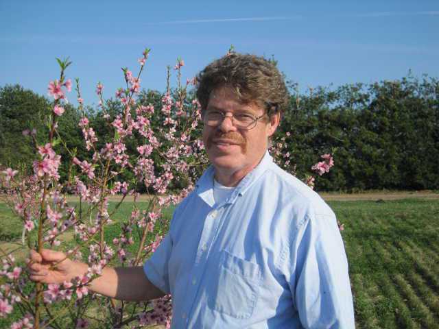 How To Decipher Cold Weather Effects on Peaches - Growing Produce