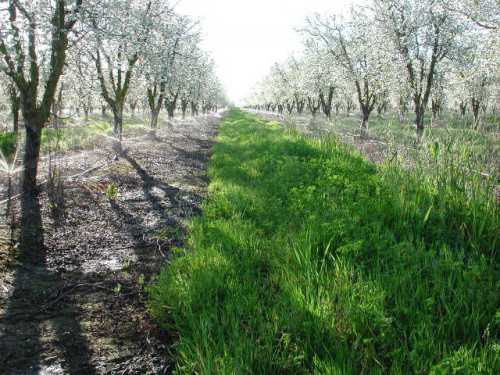 Managing Heat Stress At Bloom In Prunes - Growing Produce
