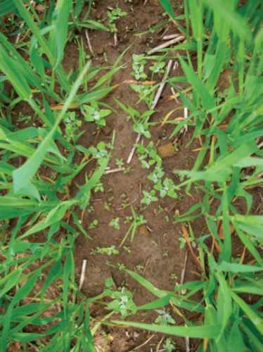 Manage Weeds Using Cover Crops - Growing Produce