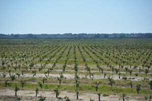 Duda Citrus Division's Big Planting Makes Bigger Statement - Growing ...