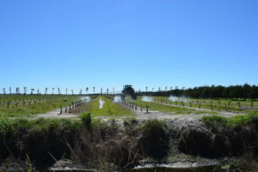 Duda Citrus Division's Big Planting Makes Bigger Statement - Growing ...