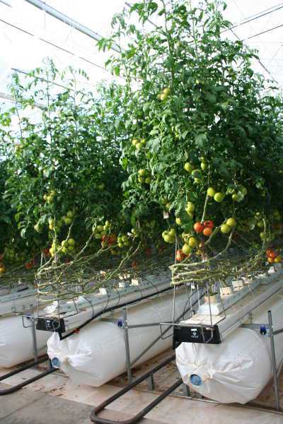 Improve Your Greenhouse Produce Marketing Skills - Growing Produce