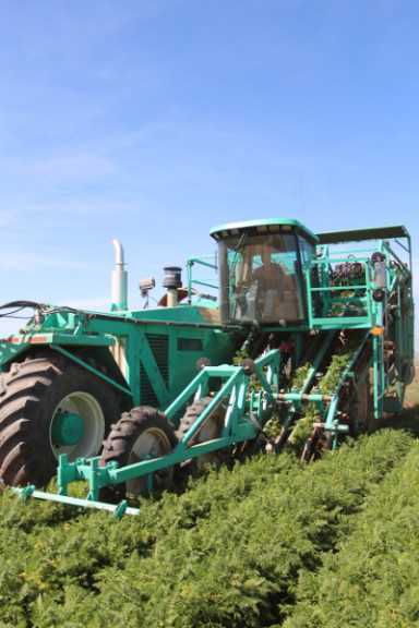 Carrot, Celery Harvests Part Of Rousseau Farm’s Guided Tour - Growing ...