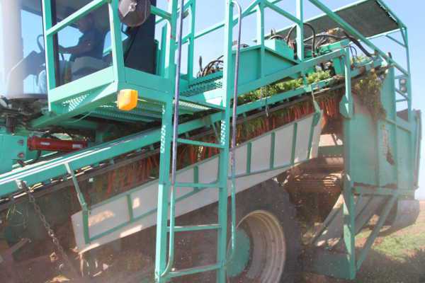 Carrot, Celery Harvests Part Of Rousseau Farm’s Guided Tour - Growing ...