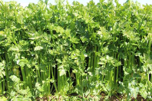 Carrot, Celery Harvests Part Of Rousseau Farm’s Guided Tour - Growing ...