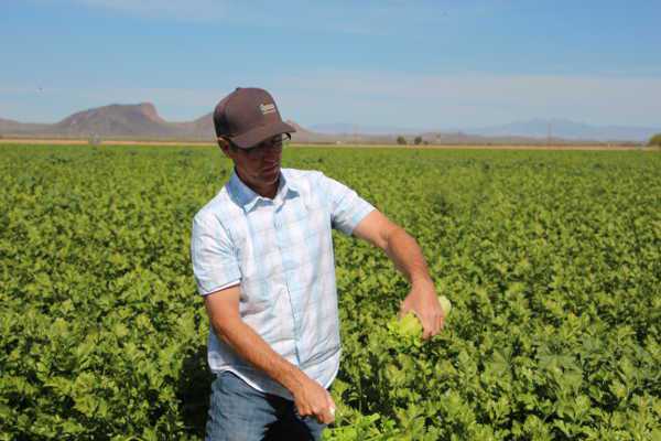 Carrot, Celery Harvests Part Of Rousseau Farm’s Guided Tour - Growing ...