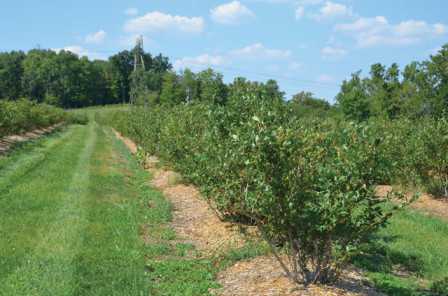 8 Ways To Improve Internal Drainage In Blueberries - Growing Produce