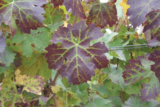 Red Leaf Viruses Update - Growing Produce