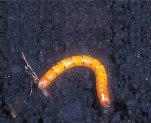 Keep Eyes And Ears Open For Corn Wireworms - Growing Produce