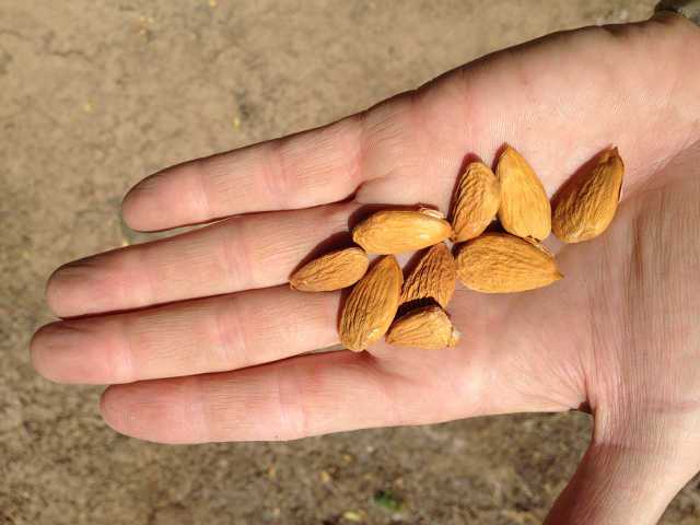 Impacts Of Drought On Almond Production - Growing Produce
