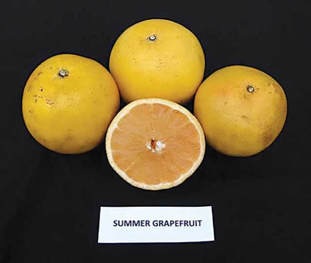 Take Time to Survey the Latest Florida Citrus Varieties - Growing Produce