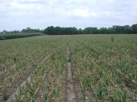 Tips On Managing Onion Thrips - Growing Produce