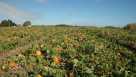 How U-Pick Farming Can Be A Sustainable Option For Your Operation ...