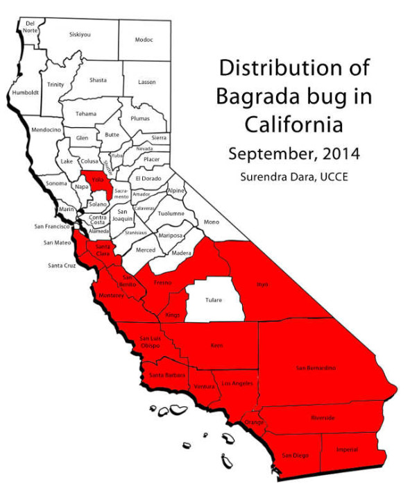 Bagrada Bug On The Move In California - Growing Produce