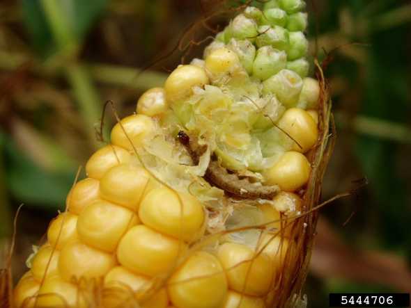How To Control Corn Earworm, European Corn Borer In Sweet Corn ...