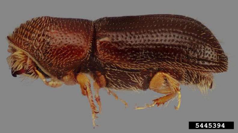New Findings On Beetle Flight May Help Control Deadly Walnut Tree ...