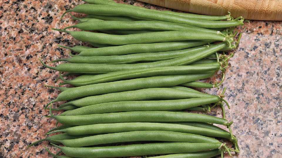 7 Green Bean Varieties Geared For Florida Growers - Growing Produce