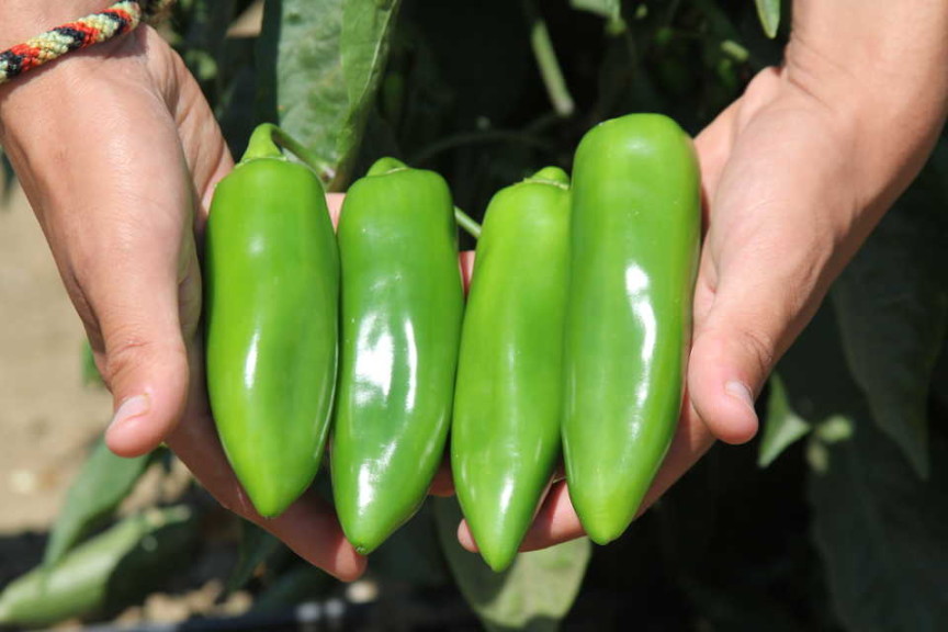 8 Blazing Hot Pepper Varieties [Slideshow] - Growing Produce