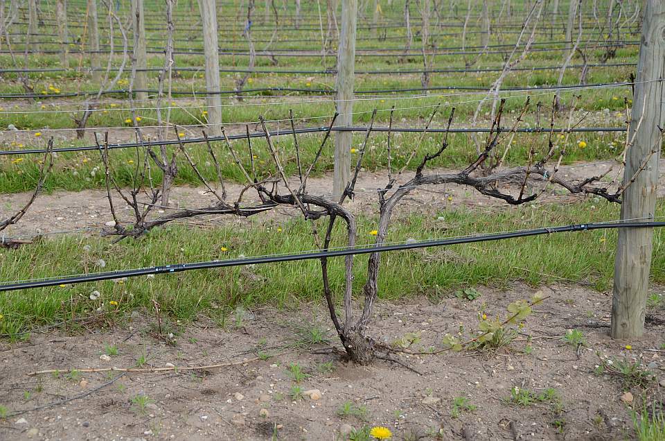 How We Got Our Vines Ready For 2015 - Growing Produce