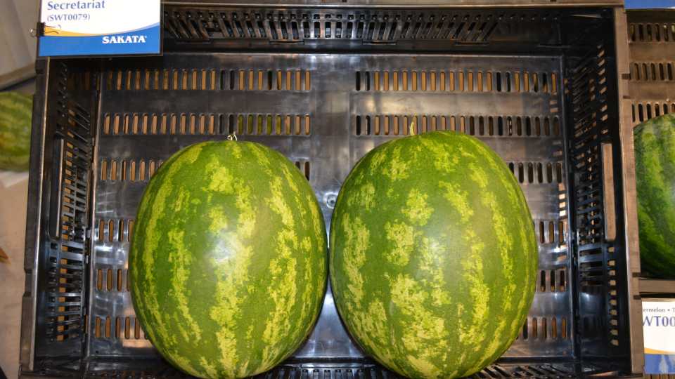 6 Juicy Watermelon Varieties For Florida Growers - Growing Produce