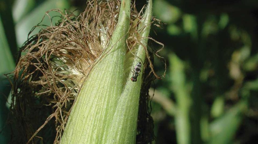 6 Emerging Vegetable Pests To Watch Out For - Growing Produce