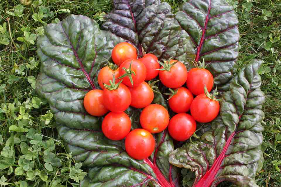 Variety Trials 2014: Seedway - Growing Produce