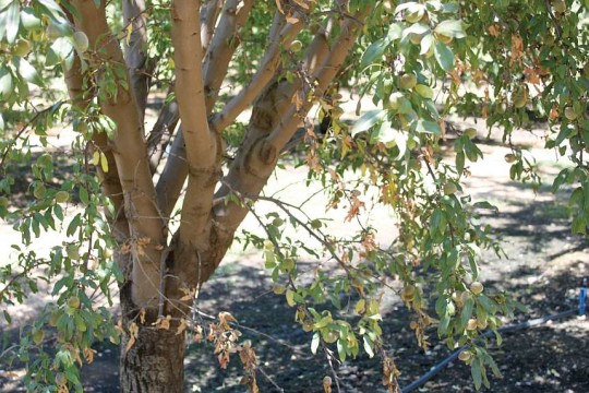 Taking A Closer Look At Walnut Scale - Growing Produce